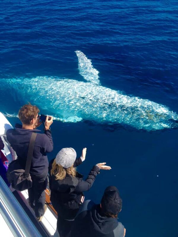 Noosa; Noosa Ocean Adventures - Whale Watching - Introduction