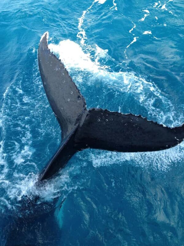 Noosa; Noosa Ocean Adventures - Whale Watching - Detailed Breakdown of the Itinerary