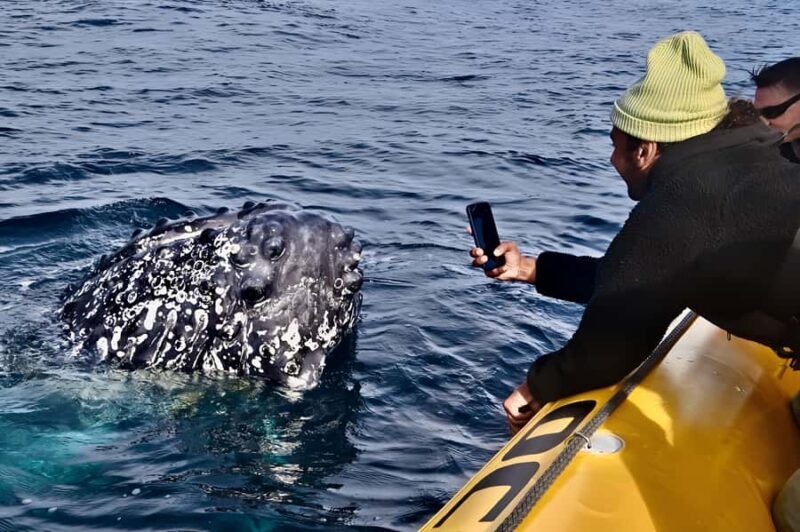 Noosa: Noosa Whale Watching Tour - The Experience in Detail