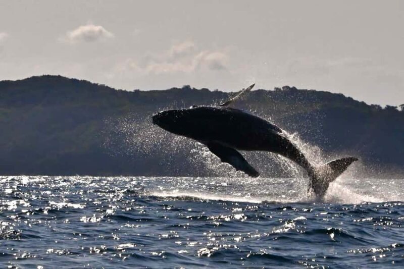 Noosa: Noosa Whale Watching Tour - Authentic Feedback from Reviewers