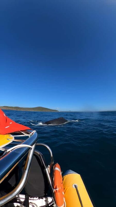 Noosa: Noosa Whale Watching Tour - Final Verdict