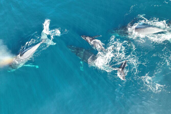 Noosa Ocean Adventures: Whale Watch - The Sum Up