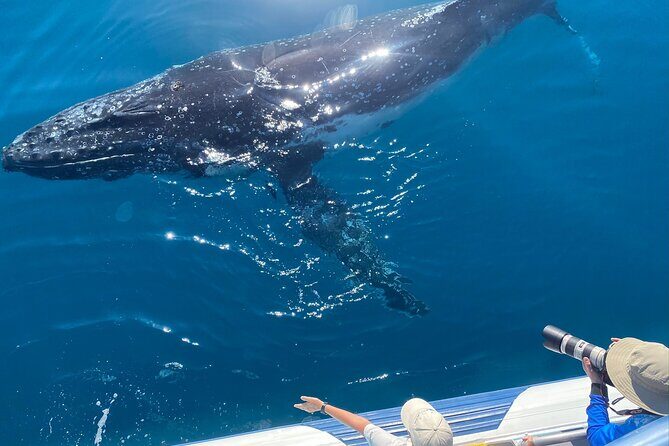 Noosa Ocean Adventures: Whale Watch - FAQ