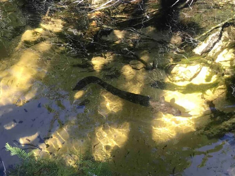 Noosa: Rainbow Beach Tour via Noosa Hinterland and Cooloola - FAQs