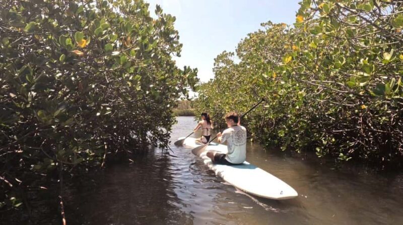 Noosa Stand Up Paddle & Mangrove Tunnel Tour (Self Guided) - Key Points