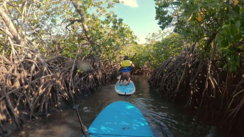 Noosa Stand Up Paddle & Mangrove Tunnel Tour (Self Guided) - Evaluating the Experience’s Value
