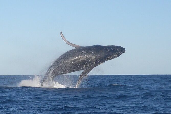 Noosa Whale Watching Cruise  Humpback Whale Adventure - Key Points