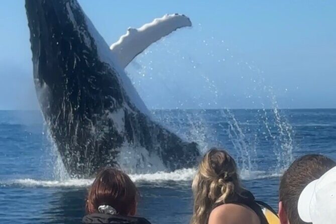 Noosa Whale Watching Cruise  Humpback Whale Adventure - What to Expect During the Tour