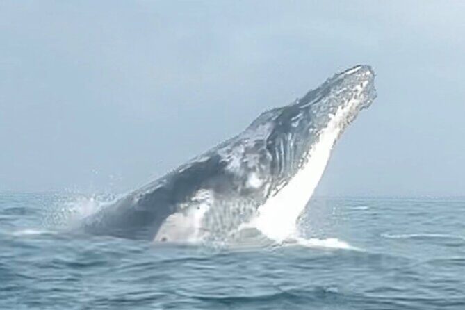 Noosa Whale Watching Cruise  Humpback Whale Adventure - Practical Considerations
