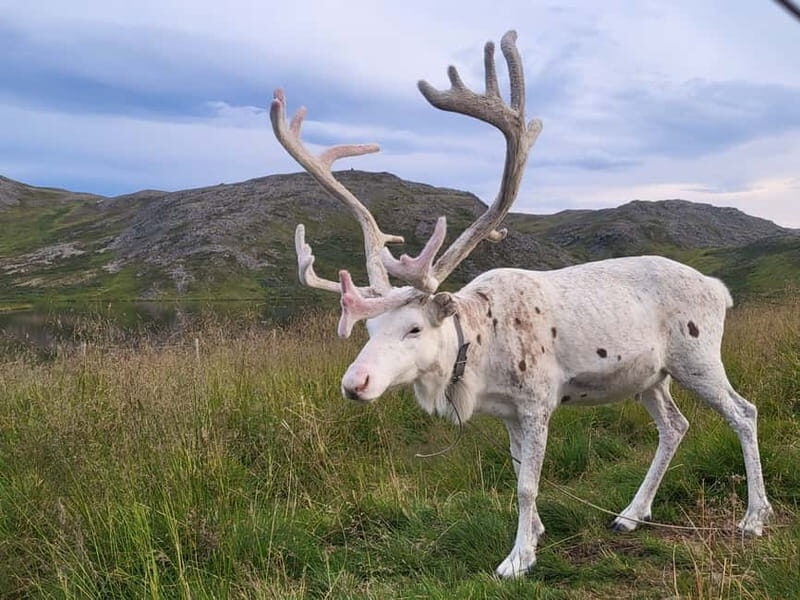 North Cape and King Crab Tour with Sámi Camp Tour - The Value of This Tour