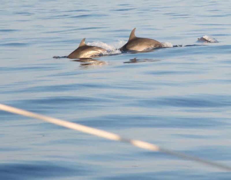 North Coast Dolphins Sunrise Adventure Tour - Who Should Consider This Tour?