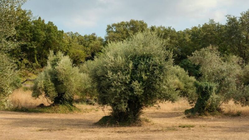 North Corfu: Olive Tour with Olive Oil Tasting and Mezze - The Experience – Practical Details