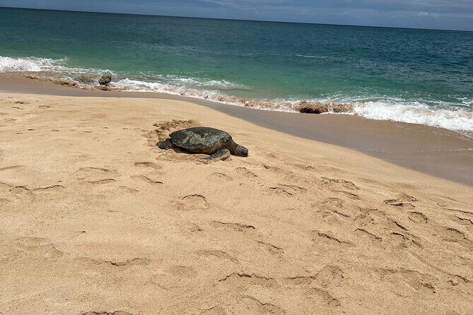 North Shore Highlight Tour - Final Verdict