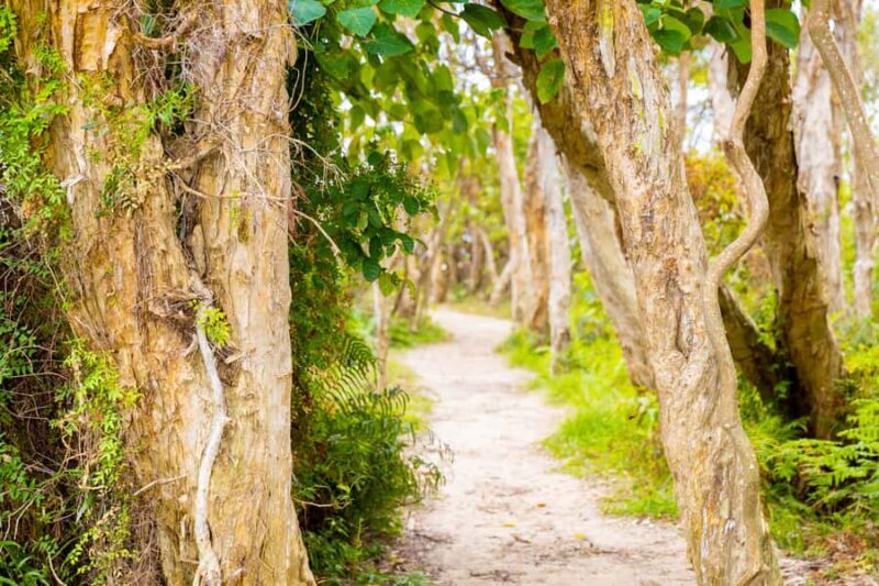 North Stradbroke Island: Minjerribah Cultural Driving Tour - Introduction to the North Stradbroke Island Experience