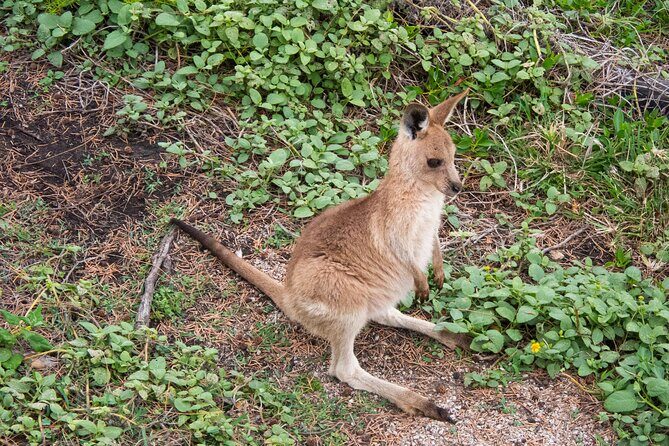 North Stradbroke Island Private Tour with Pickup - The Sum Up