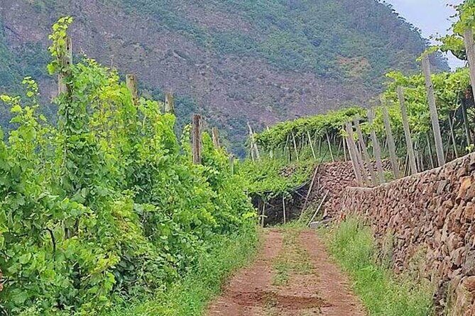 North Tour & Wine Tasting - 4x4 (Small Groups) - Authentic and Engaging Guide Experience