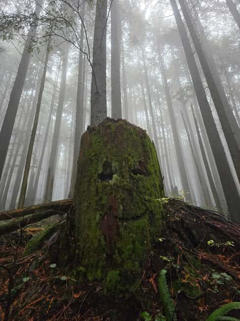 North Vancouver: Guided Forest Therapy & Forest Bathing Walk - Who Should Consider This Tour?