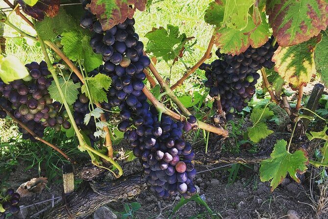 Northern Rhône Valley From Lyon Full day - The Scenery: A Visual Feast