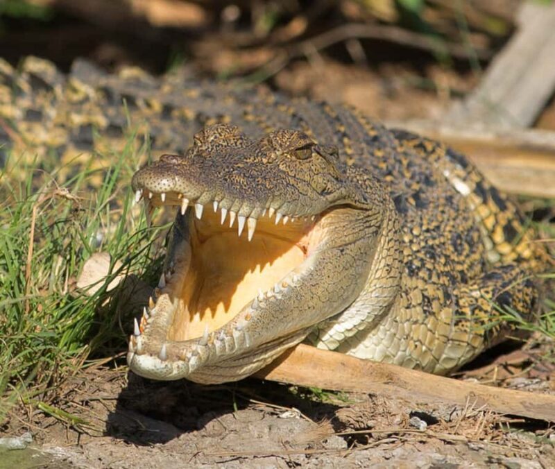 Northern Territory: Corroboree Billabong Nature Cruises - FAQ