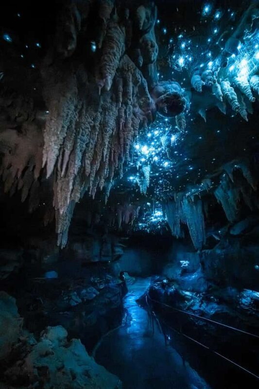Northland Hidden Gems: Glowworm Cave, Beach & Art Café - A Closer Look at the Tour: What You Can Expect