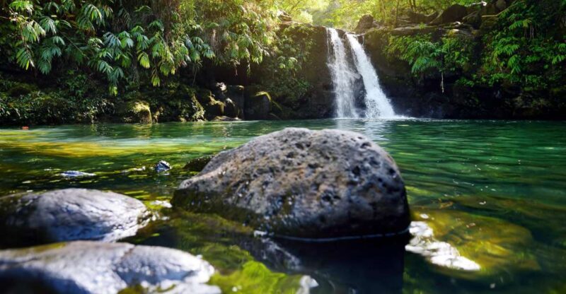 Northshore Maui: Guided Rainforest and Waterfall Walk - Exploring the Tour Itself: What You Can Expect