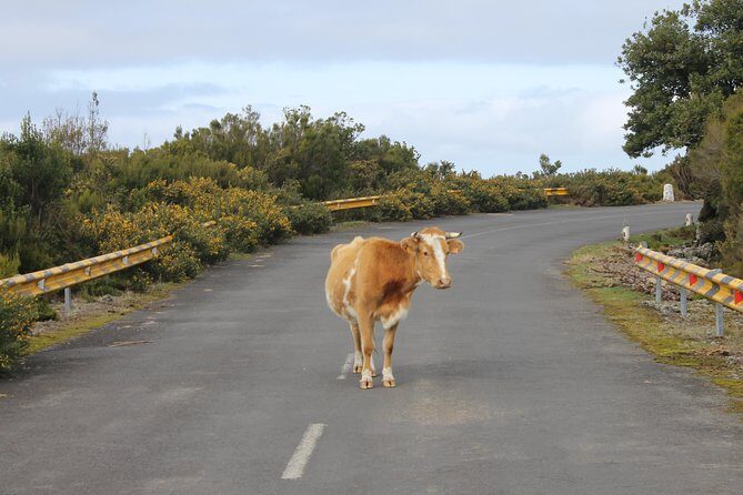 NorthWest Landscapes, UNESCO & volcanic pools 4x4 experience - The Sum Up: Is It Worth It?