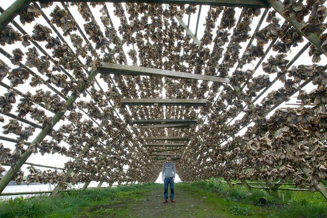 Norway Lofoten Private Shore Excursion from Leknes - Real Travelers’ Perspectives