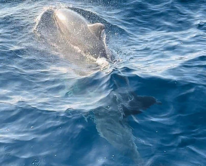 NP Brijuni Island Swimming & Dolphin Watching Sunset Cruise - What to Know Before You Go  