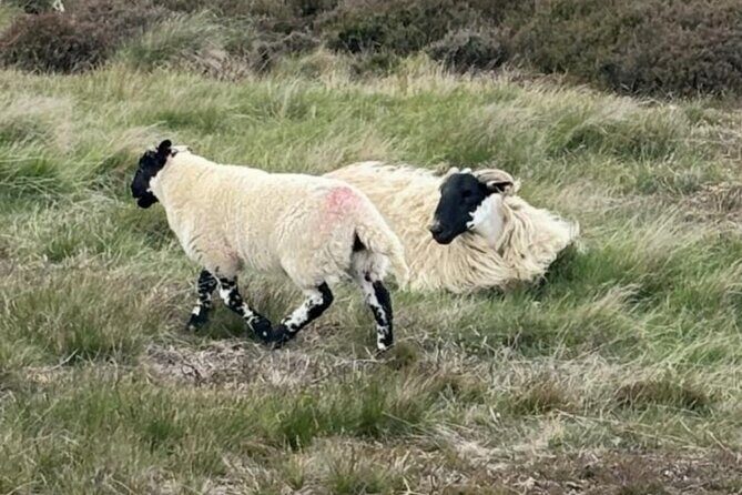 Nth York Moors National Park & Whitby Small Group Day Trip. - FAQ