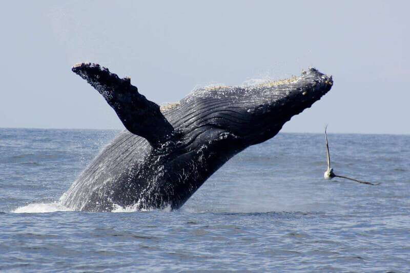 Nuevo Vallarta: Whale Watching by Sailboat Tour - Key Points