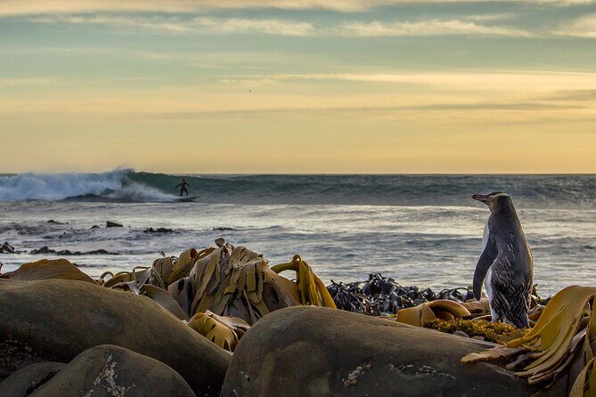 Nugget Point and Cathedral Caves Private Tour from Dunedin - The Experience from a Guest Perspective