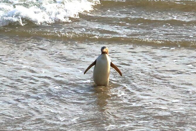 Nugget Point and Cathedral Caves Private Tour from Dunedin - Who Should Consider This Tour?