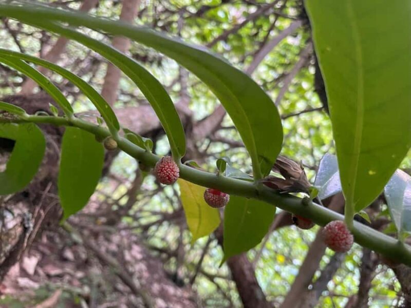 Nuku Hiva: Excursion to the top of the Vaipo waterfall. - FAQ