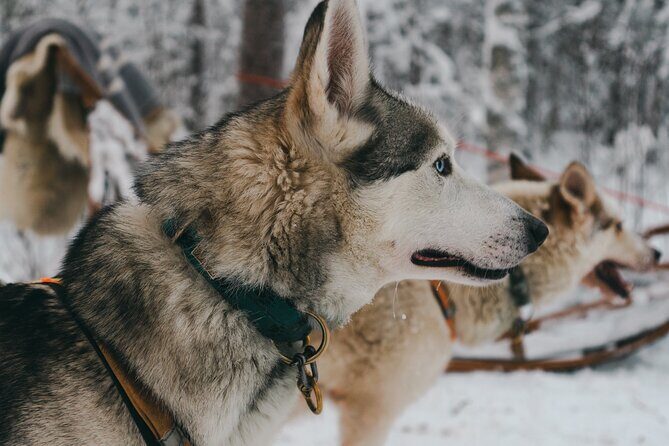 Nulkki Husky Adventure - The Itinerary in Detail