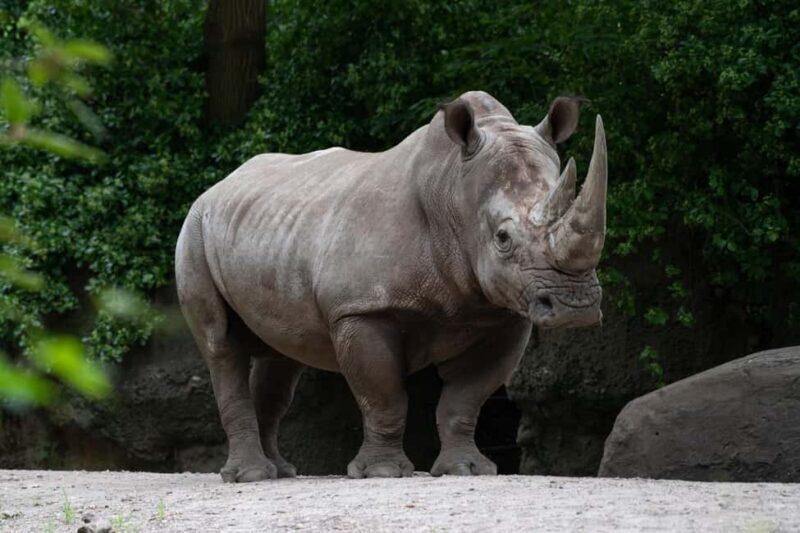 NYC: Bronx Zoo Entry Ticket - An In-Depth Look at the Bronx Zoo Experience