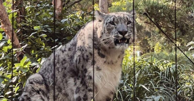 NYC: Central Park Zoo & Central Park Guided Walking Tour - Key Points