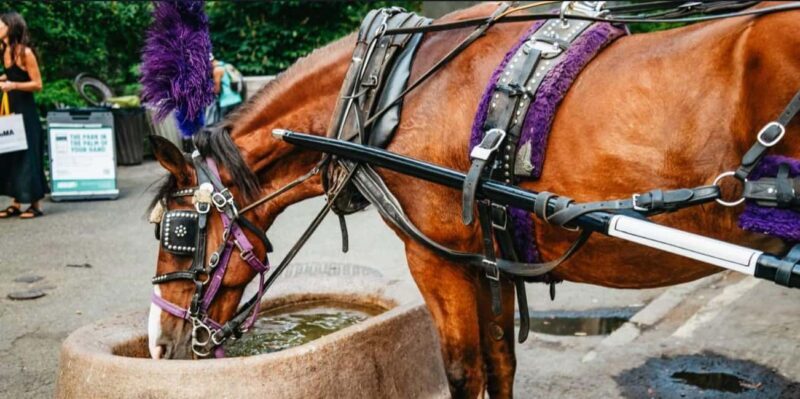 NYC: Private Christmas Lights Horse Carriage Ride - FAQ