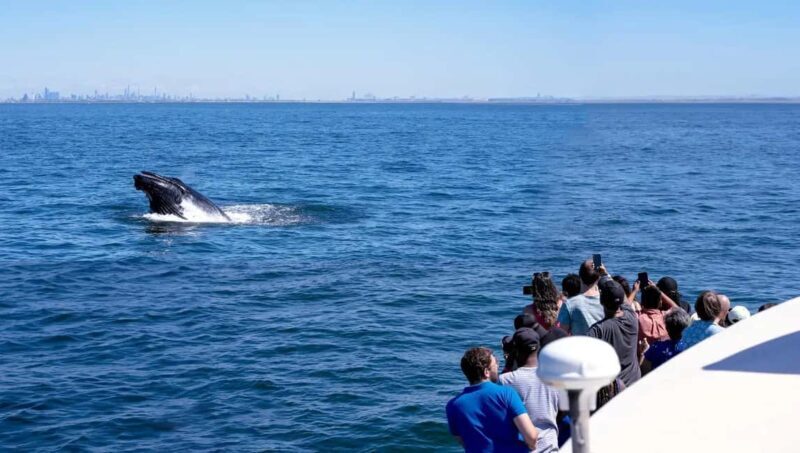 NYC: Whale Watching Cruise from Manhattan - The Itinerary: What to Expect on Your Whale Watching Adventure