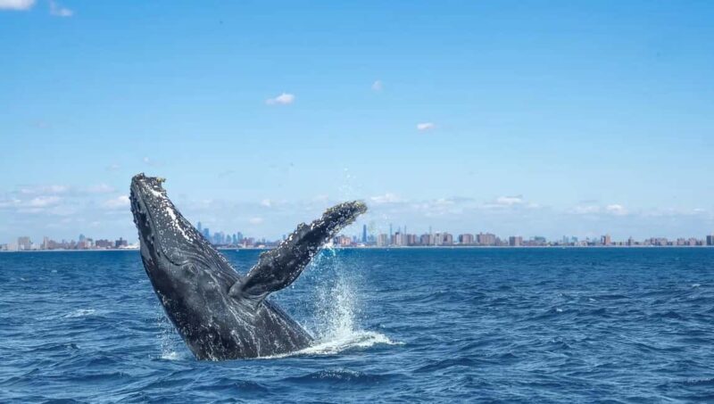 NYC: Whale Watching Cruise from Manhattan - The Experience: From Dock to Deep Blue