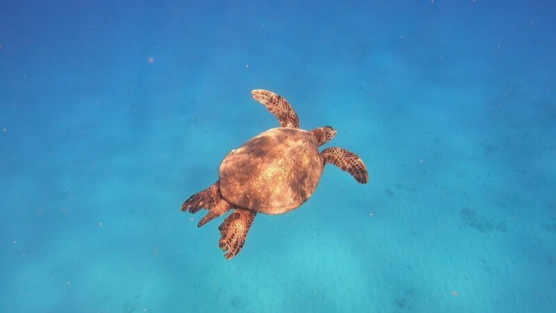 Oahu: Beginner SCUBA Dive at Electric Beach - FAQ