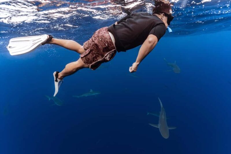 Oahu: Cageless Shark Dive Adventure - A Closer Look at the Oahu Cageless Shark Dive