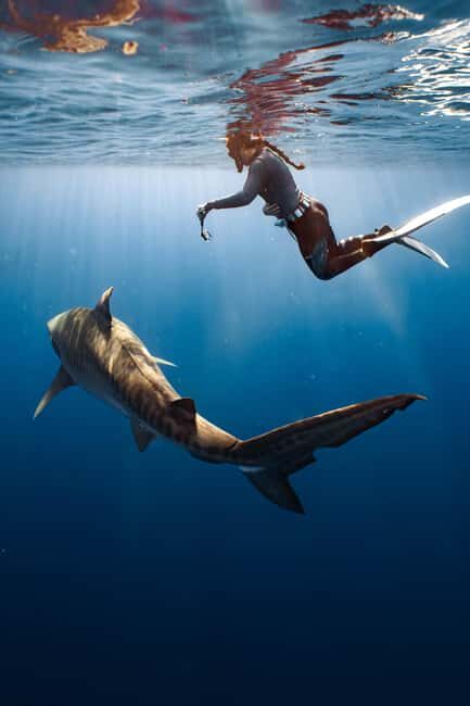 Oahu: Cageless Shark Dive Adventure - Frequently Asked Questions