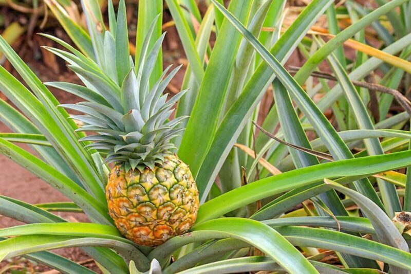 Oahu: Circle Island Top Sights Full-Day Tour w/ Local Guide - The Bottom Line: Is This Tour Right for You?