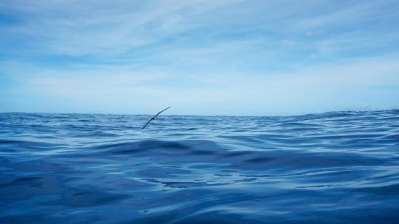 Oahu Dolphin Watch, Turtle Snorkel, Waterslide Activities - A Closer Look at the Itinerary and What to Expect