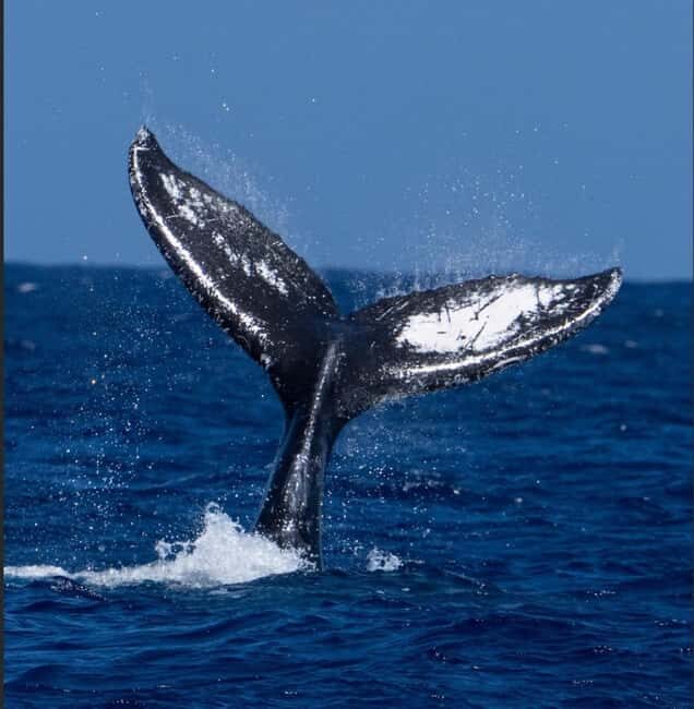 Oahu: Humpback Whale Watching Tour - Key Points  