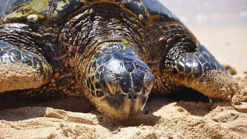 Oahu: Private Custom Island Tour - What Makes This Tour Special?