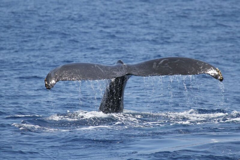 Oahu: Seasonal Whale Watch Cruise - The Experience Breakdown