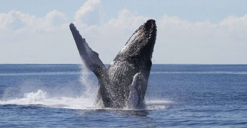 Oahu: Seasonal Whale Watch Cruise - Who Should Consider This Tour?
