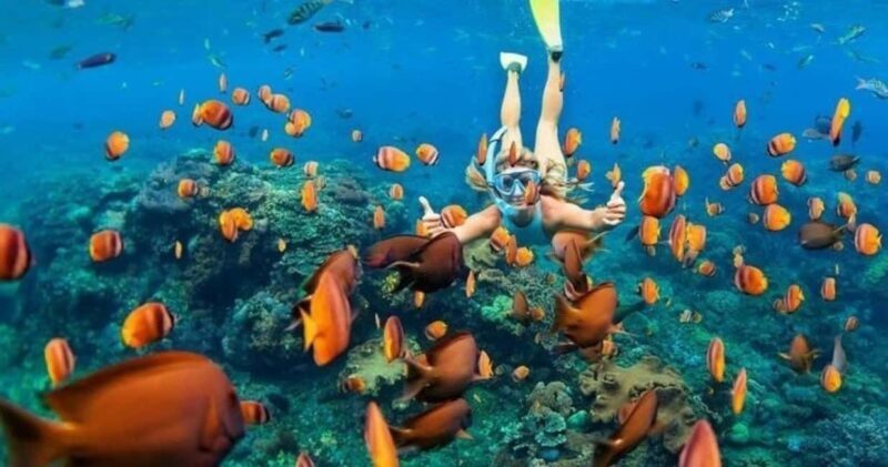 Oahu: Snorkel Adventure in Marine Sanctuary - Key Points  