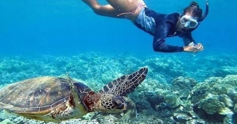 Oahu: Snorkel Adventure in Marine Sanctuary - An In-Depth Look at the Experience  